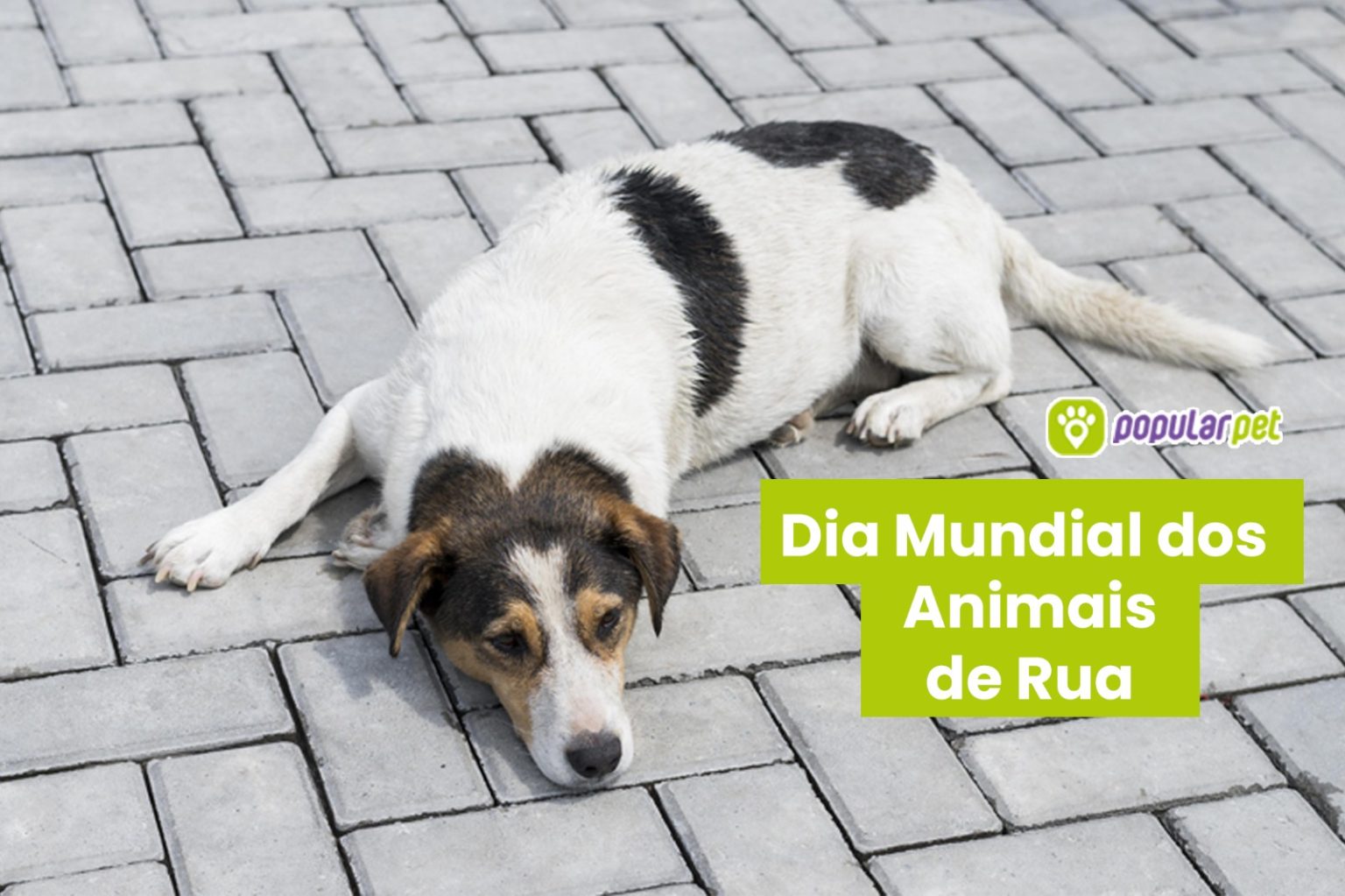 Dia Mundial dos Animais de Rua: Reconhecendo a Importância e Abordando ...